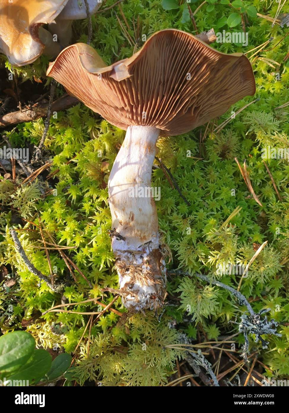 Common Gilled Mushrooms and Allies (Agaricales) Fungi Stock Photo - Alamy