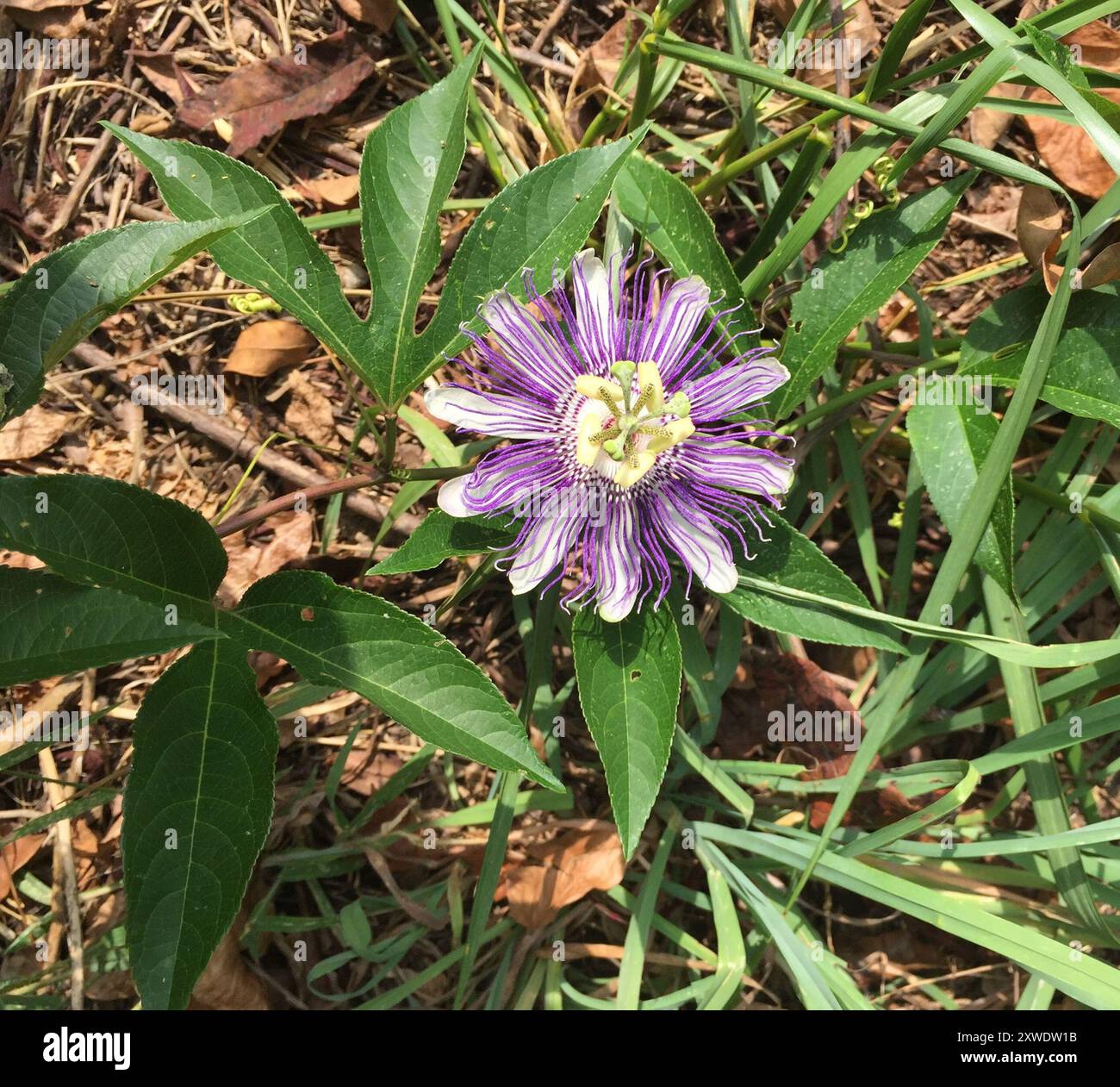 purple passionflower (Passiflora incarnata) Plantae Stock Photo - Alamy