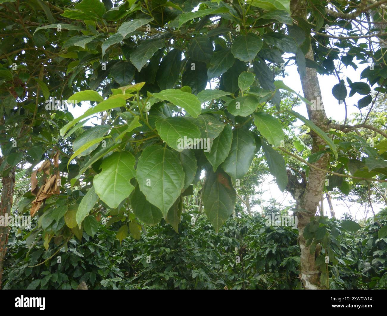flowering plants (Angiospermae) Plantae Stock Photo - Alamy