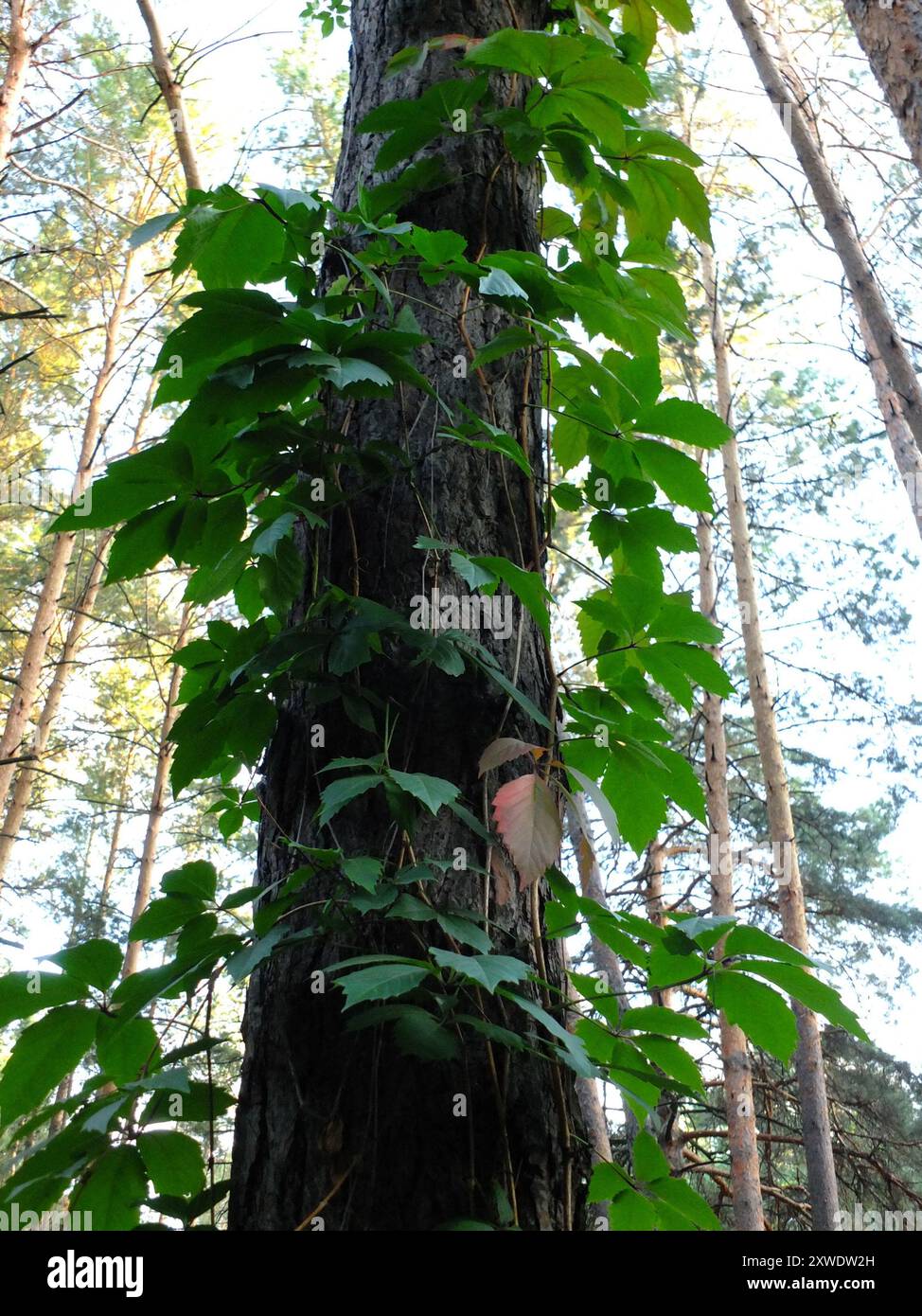 thicket creeper (Parthenocissus inserta) Plantae Stock Photo - Alamy