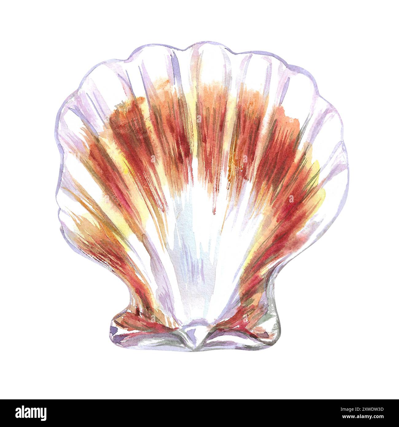 Scallop, bivalve marine mollusk, grooved shell in watercolor. Red ...