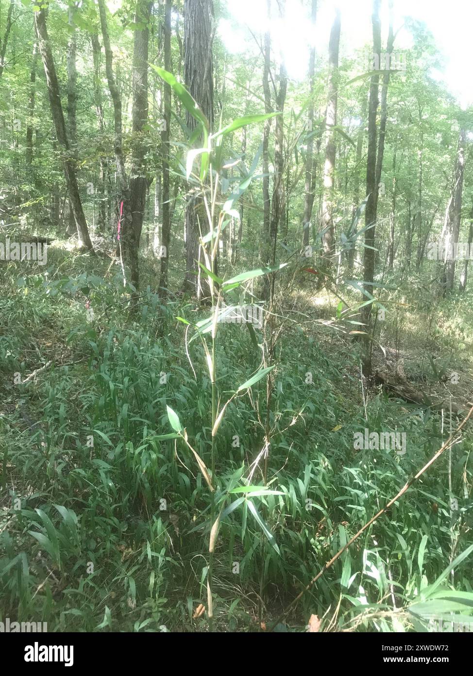 giant cane (Arundinaria gigantea gigantea) Plantae Stock Photo - Alamy