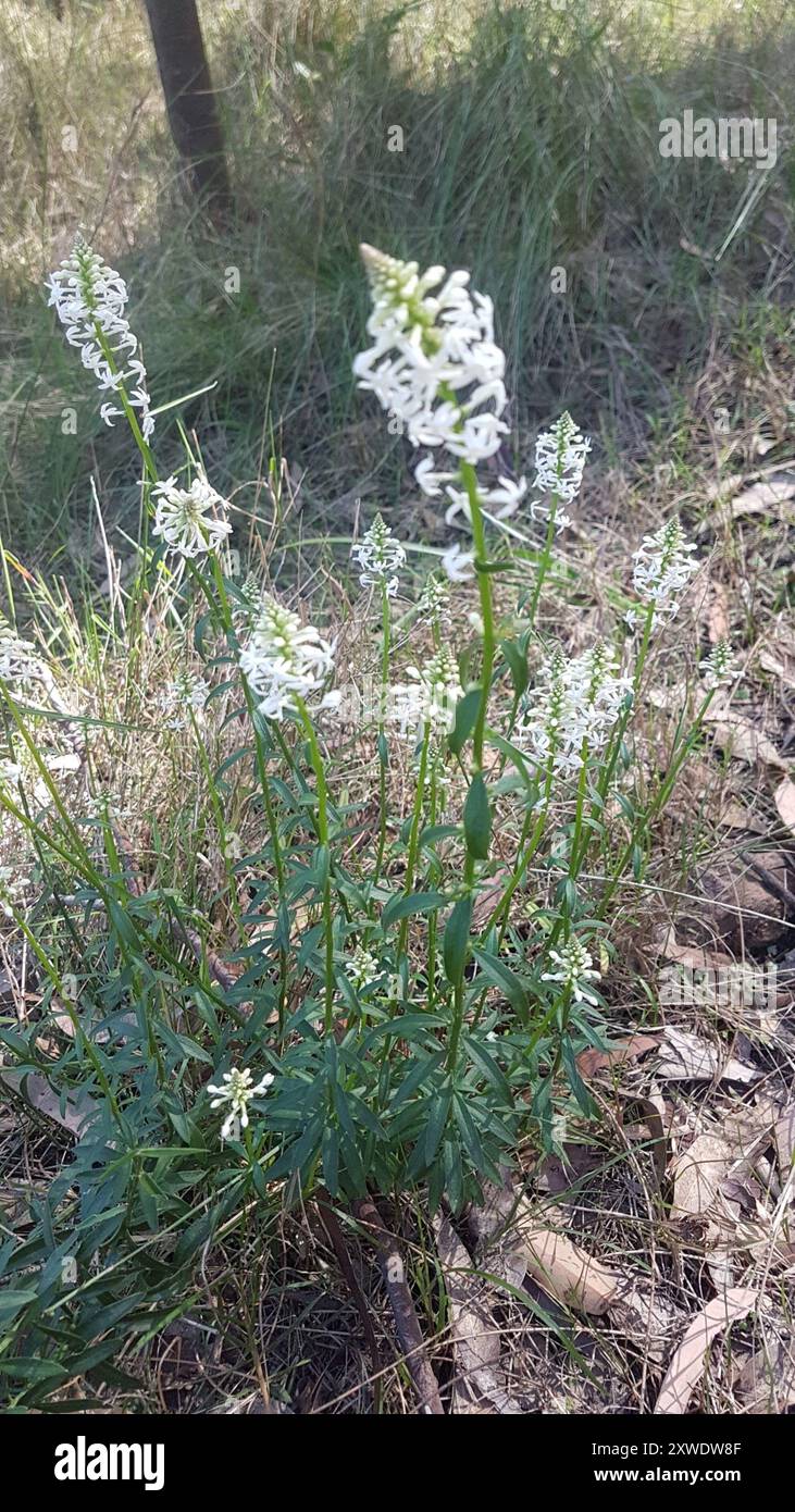 Stackhousia candles hi-res stock photography and images - Alamy