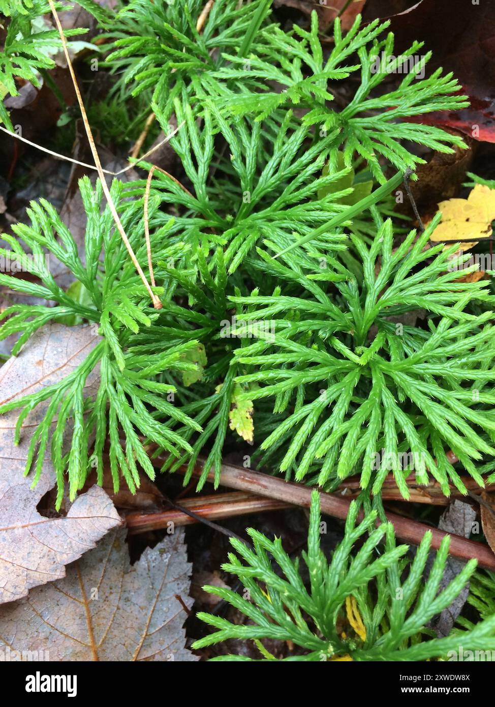 fan clubmoss (Diphasiastrum digitatum) Plantae Stock Photo - Alamy