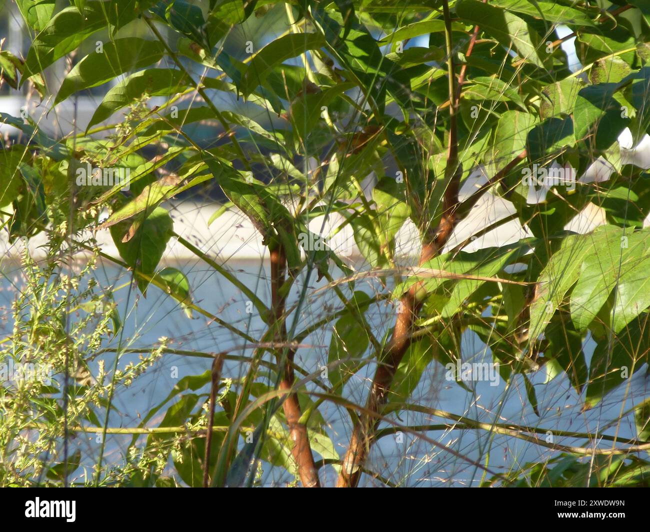 tree-of-heaven (Ailanthus altissima) Plantae Stock Photo - Alamy