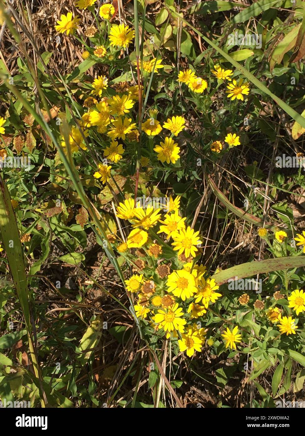 Maryland golden-aster (Chrysopsis mariana) Plantae Stock Photo - Alamy