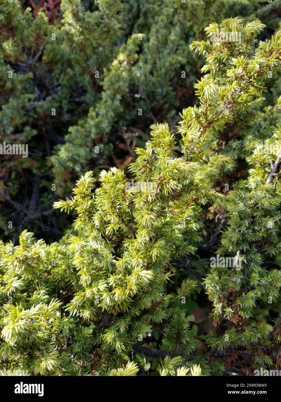 common juniper (Juniperus communis) Plantae Stock Photo - Alamy