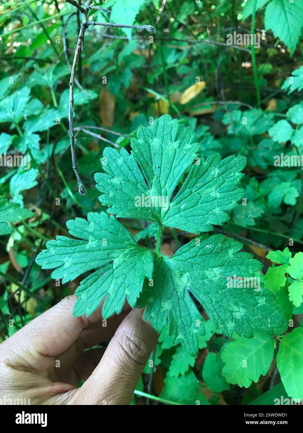 Creeping buttercup (Ranunculus repens) Plantae Stock Photo - Alamy