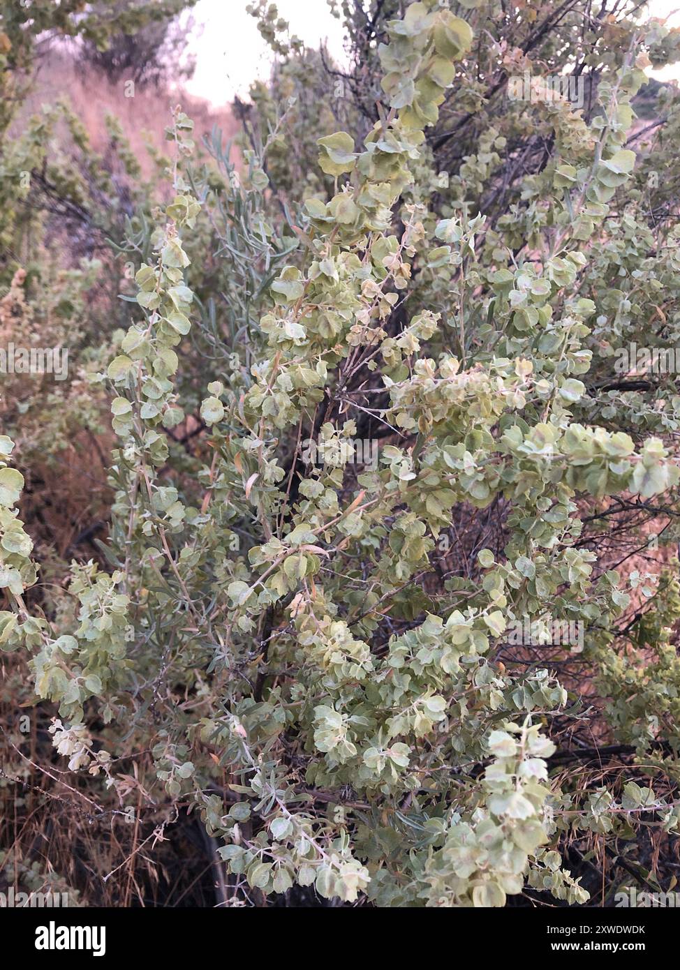 Shadscale Saltbush (Atriplex confertifolia) Plantae Stock Photo - Alamy