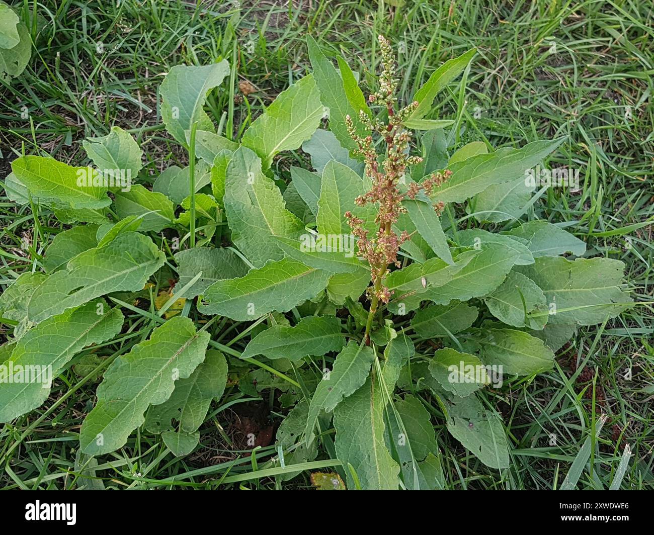 broad-leaved dock (Rumex obtusifolius) Plantae Stock Photo - Alamy