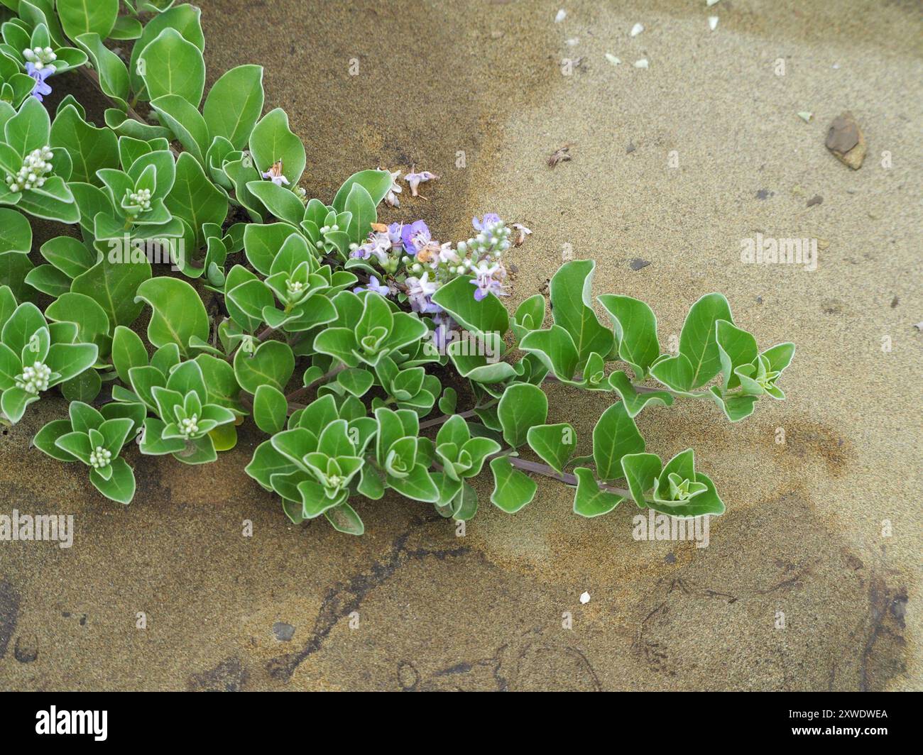 Beach Vitex (Vitex rotundifolia) Plantae Stock Photo - Alamy
