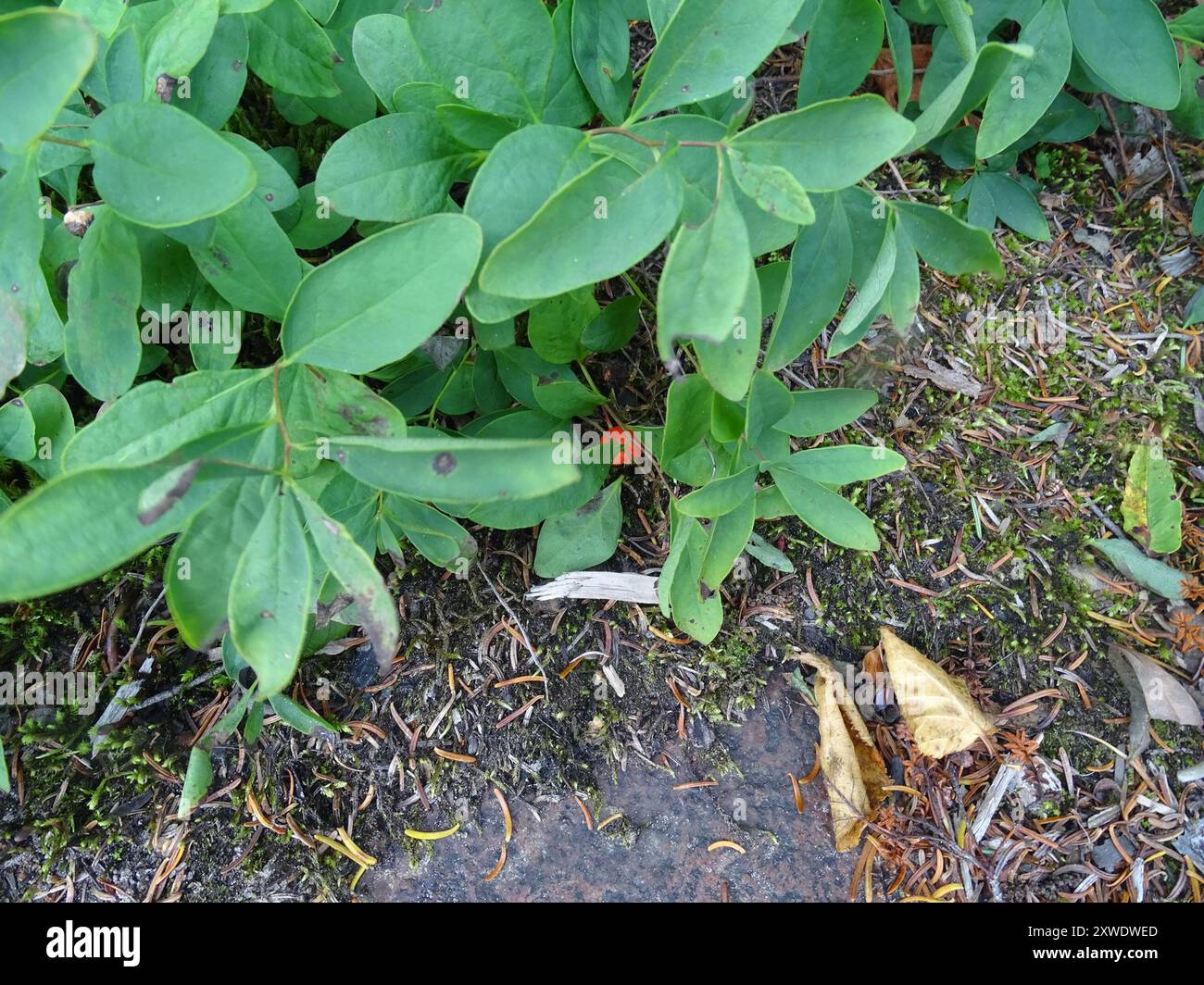Northern Comandra (Geocaulon lividum) Plantae Stock Photo - Alamy