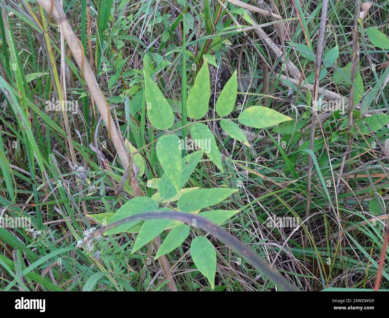 American groundnut (Apios americana) Plantae Stock Photo - Alamy
