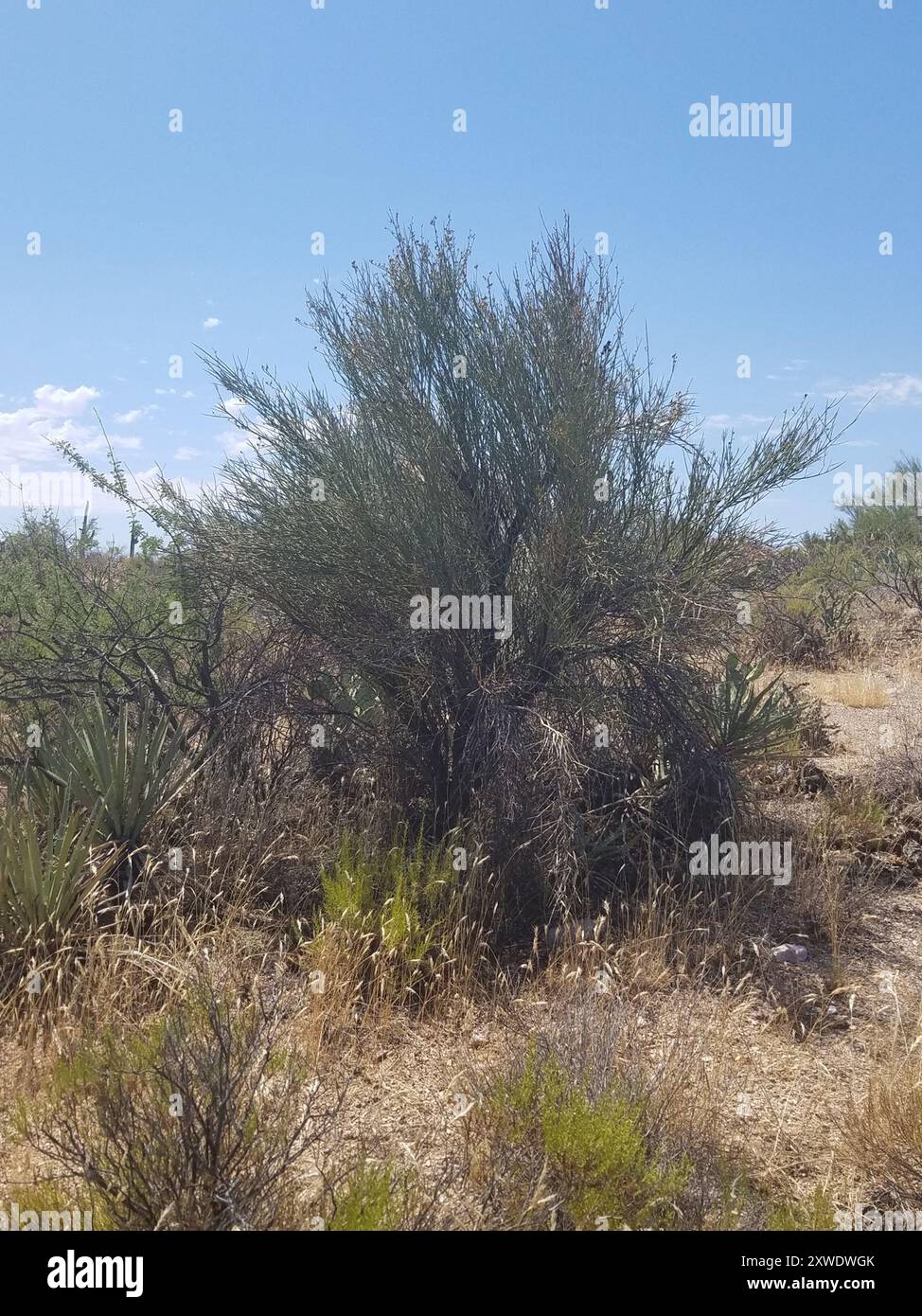 crucifixion thorn (Canotia holacantha) Plantae Stock Photo - Alamy