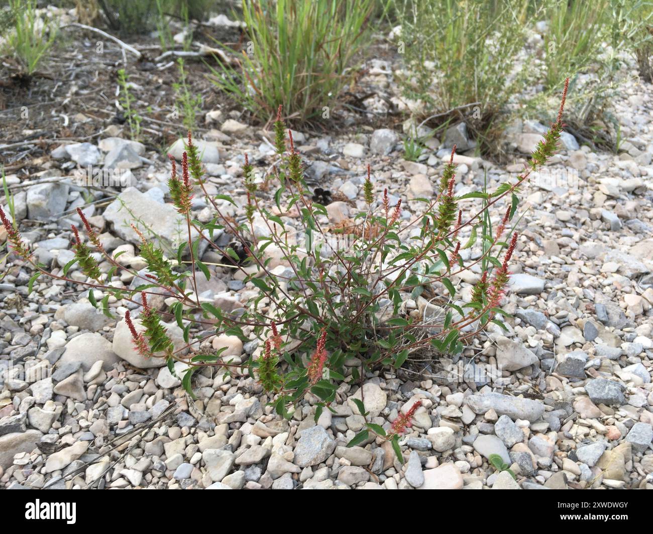 shrubby copperleaf (Acalypha phleoides) Plantae Stock Photo - Alamy