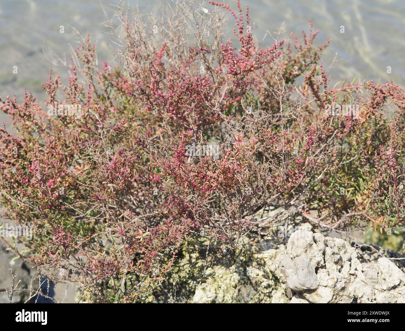 Herbaceous Seepweed (Suaeda maritima) Plantae Stock Photo - Alamy