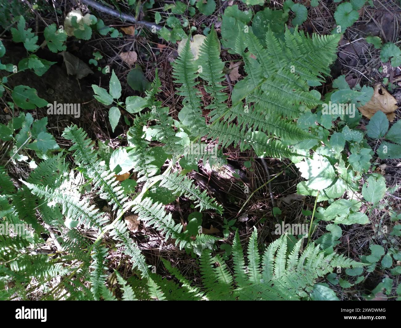 lady ferns (Athyrium) Plantae Stock Photo - Alamy