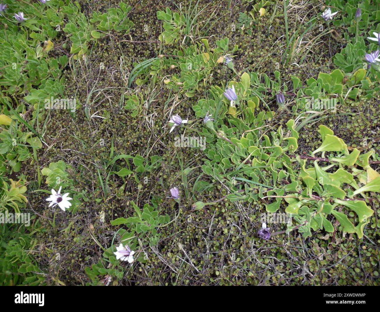 Dimorphotheca fruticosa hi-res stock photography and images - Alamy