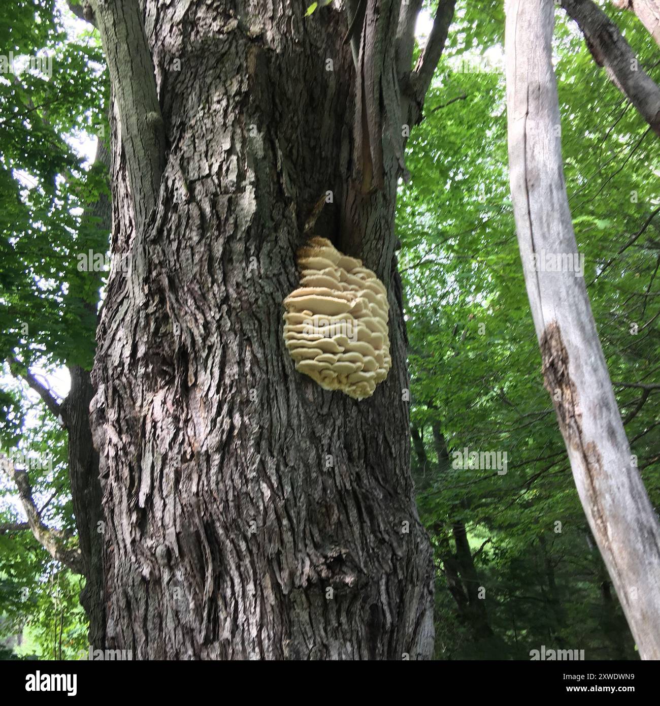 Northern Tooth (Climacodon septentrionalis) Fungi Stock Photo - Alamy
