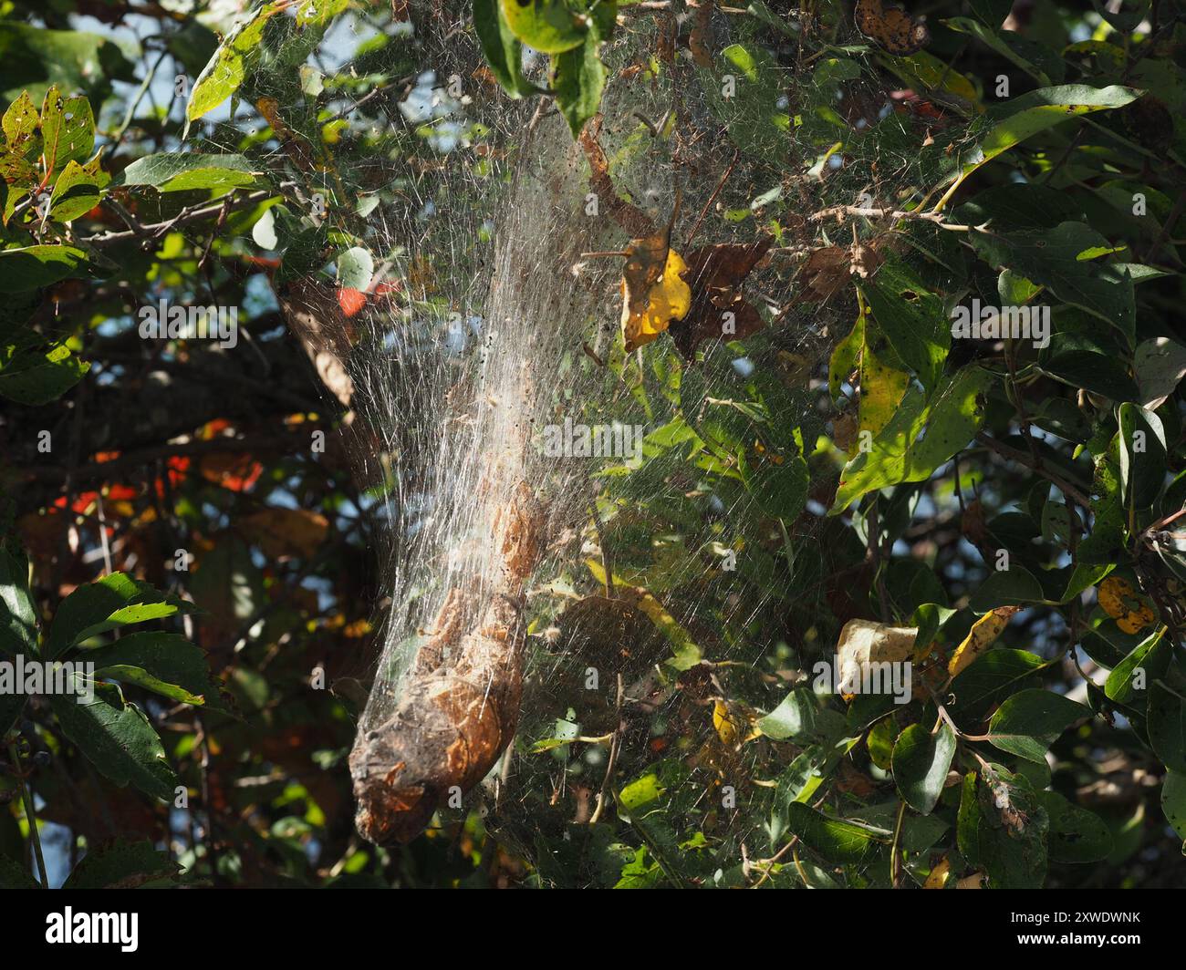 Fall Webworm Moth (Hyphantria cunea) Insecta Stock Photo - Alamy