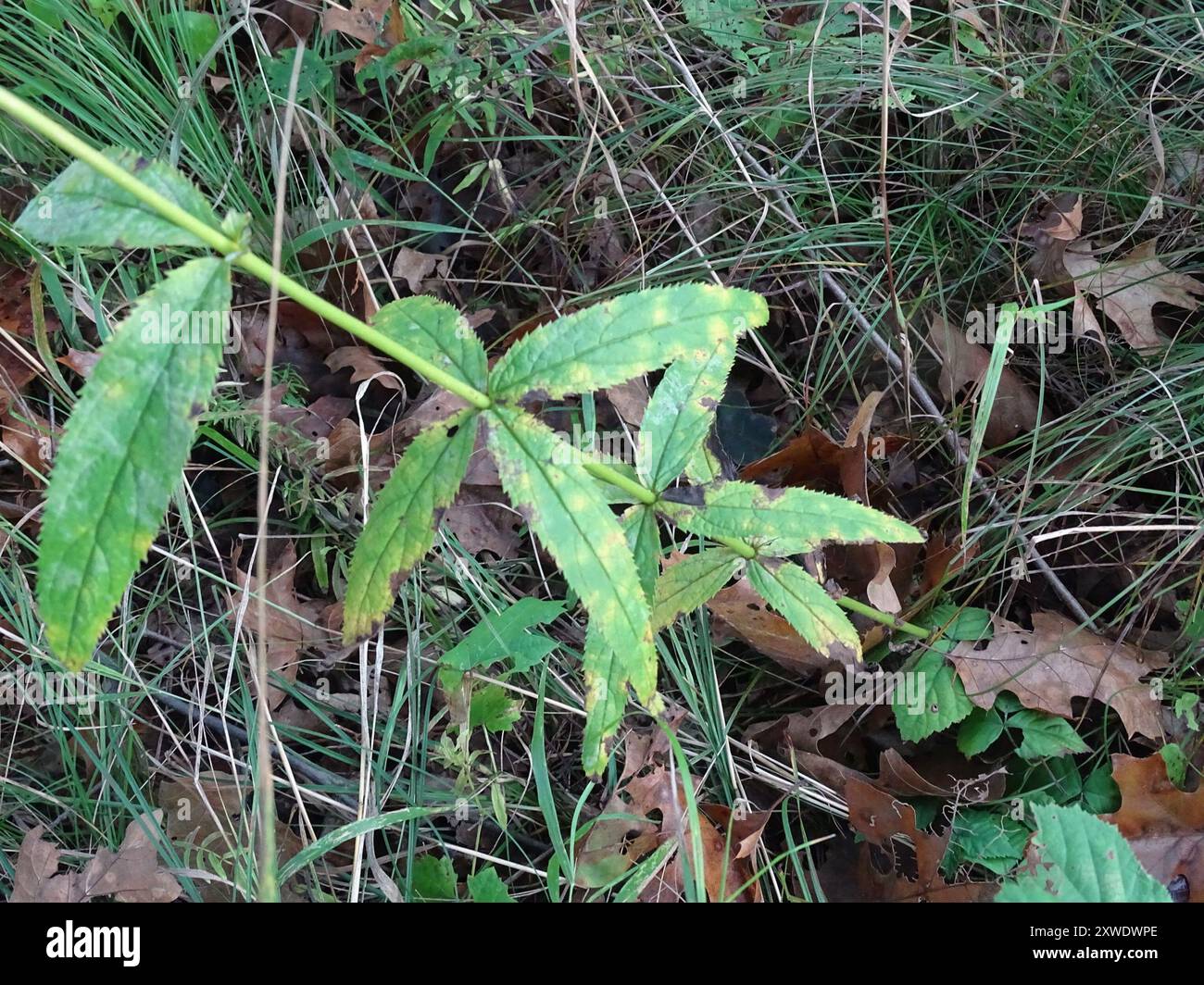 Culver's root (Veronicastrum virginicum) Plantae Stock Photo - Alamy