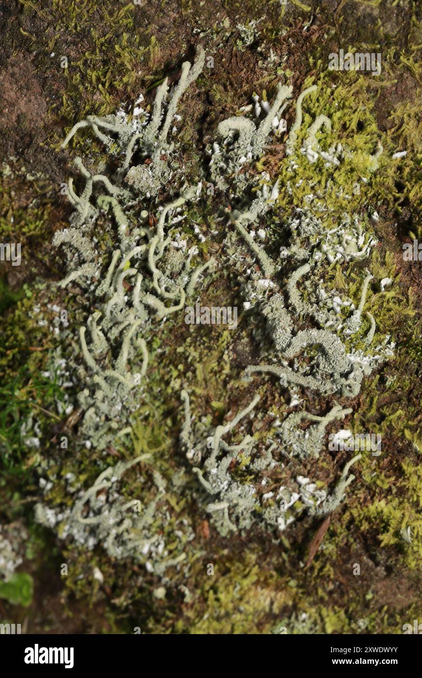 common lichens (Lecanoromycetes) Fungi Stock Photo - Alamy