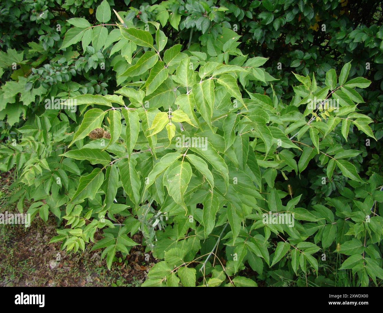 box elder (Acer negundo) Plantae Stock Photo - Alamy