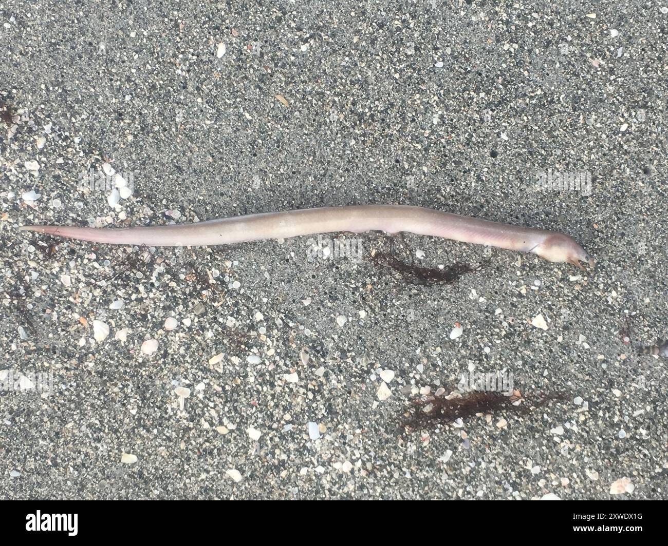 True Eels (Anguilliformes) Actinopterygii Stock Photo - Alamy