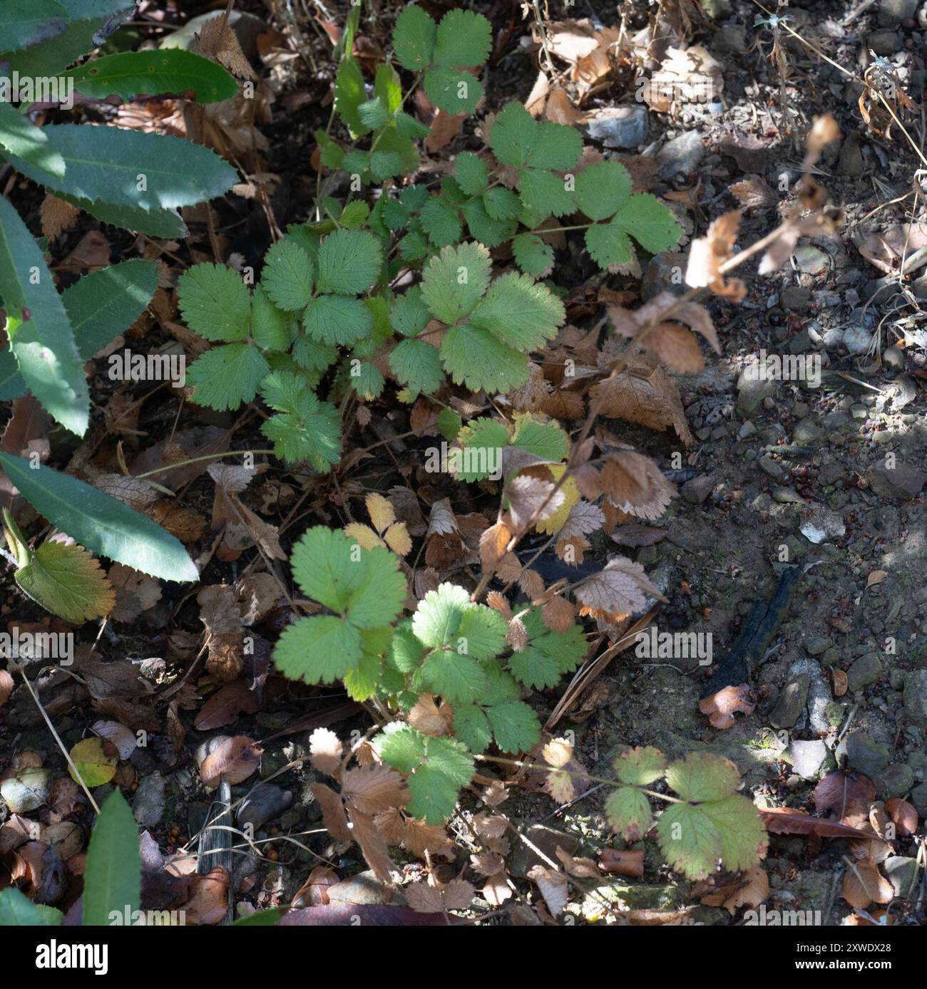 sticky cinquefoil (Drymocallis glandulosa) Plantae Stock Photo - Alamy