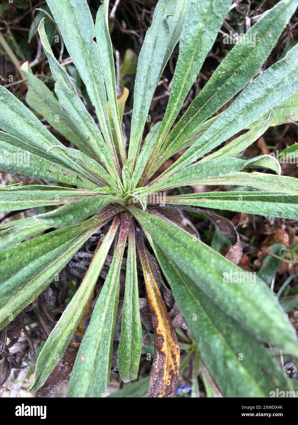 flowering plants (Angiospermae) Plantae Stock Photo - Alamy