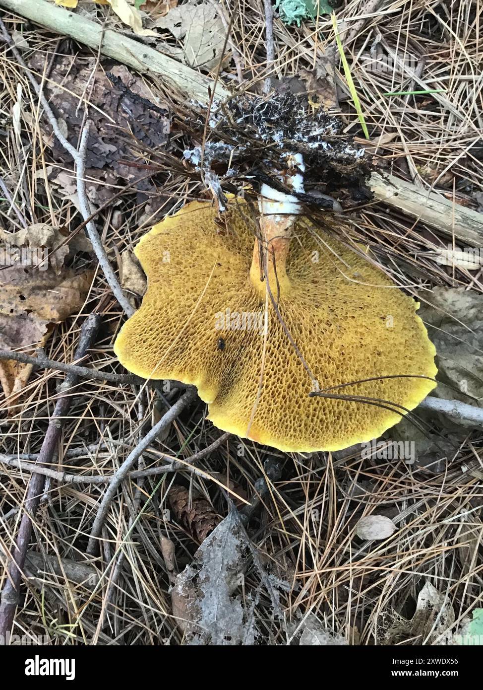 Chicken Fat Mushroom (Suillus americanus) Fungi Stock Photo - Alamy