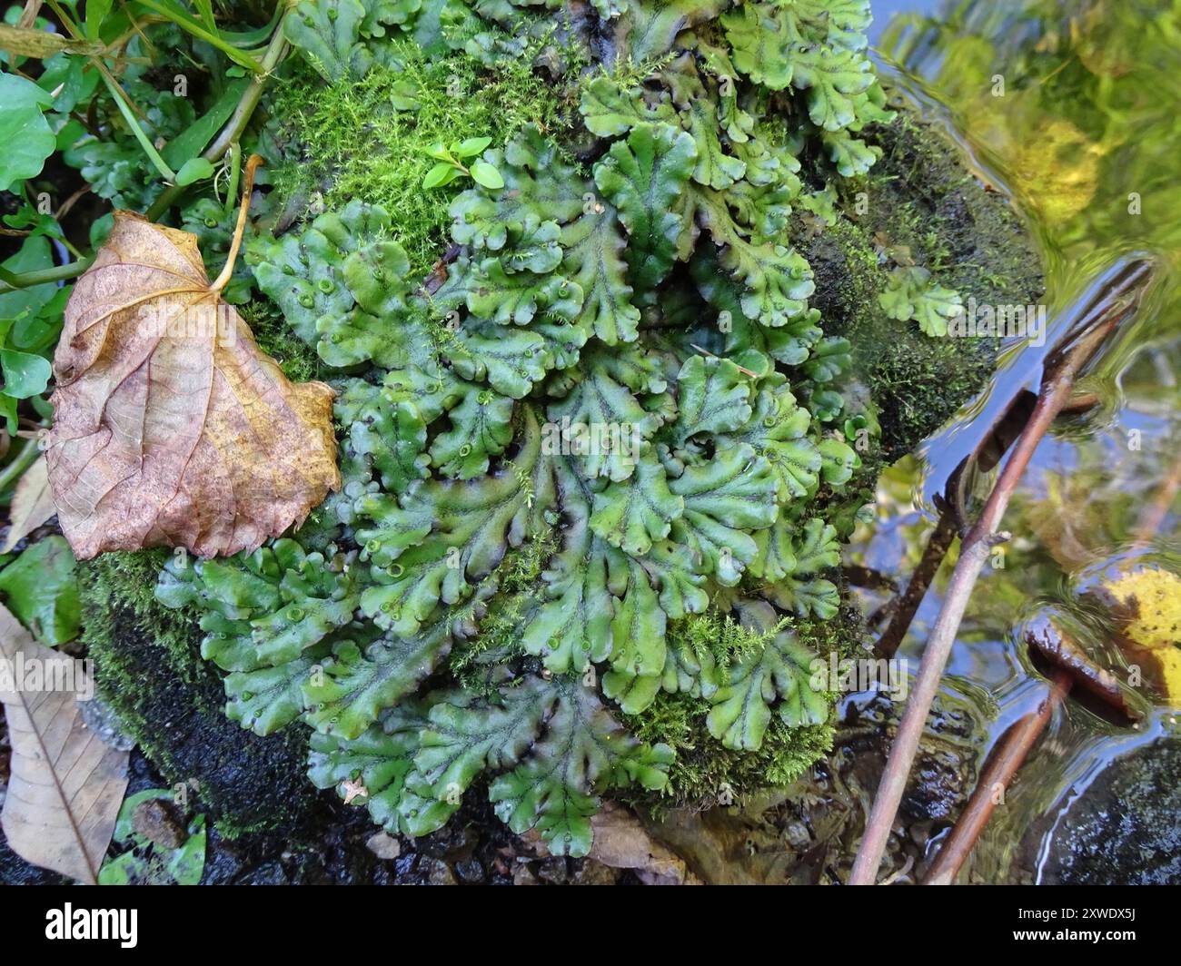 Common Liverwort (Marchantia polymorpha) Plantae Stock Photo - Alamy