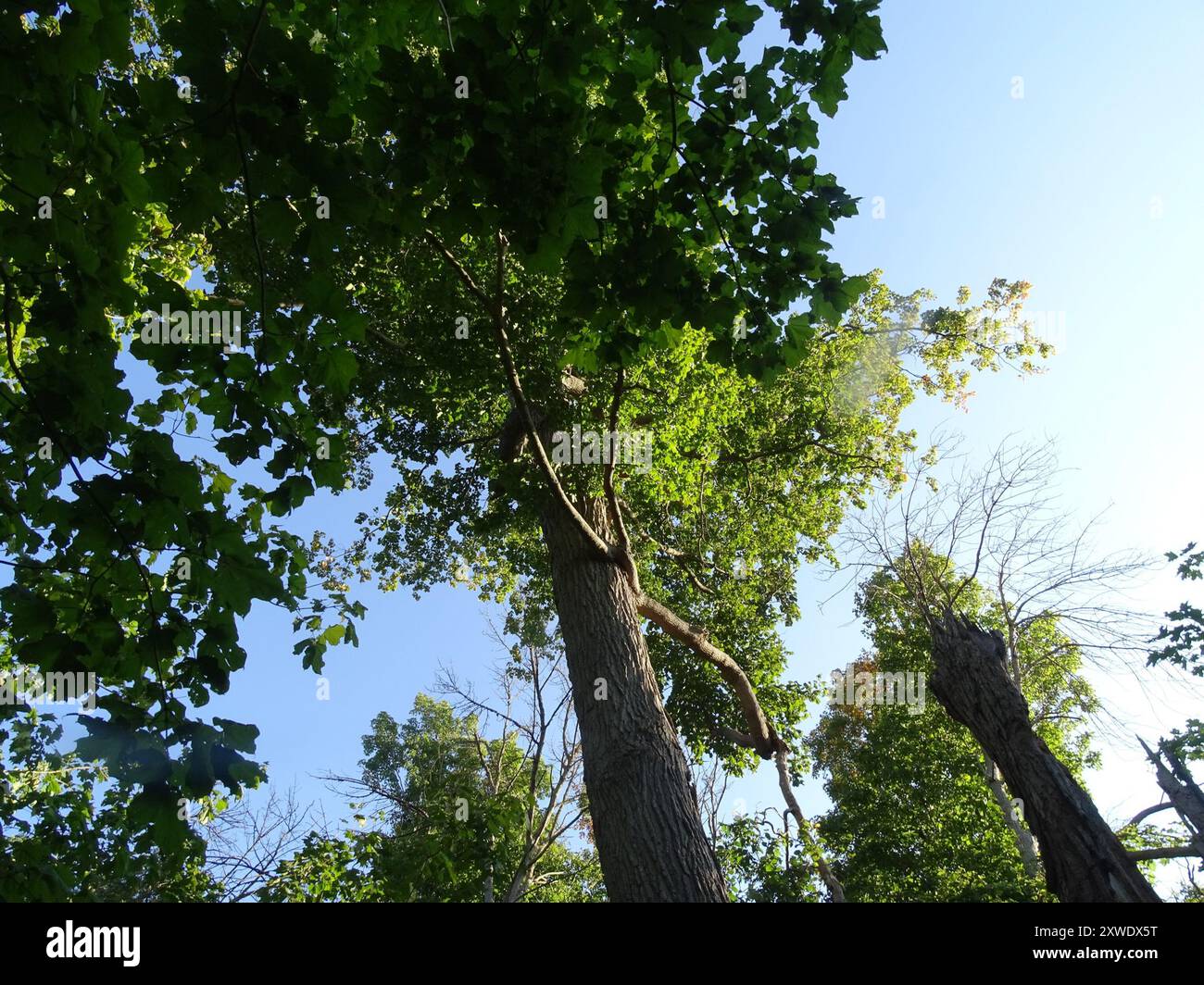 black maple (Acer nigrum) Plantae Stock Photo - Alamy