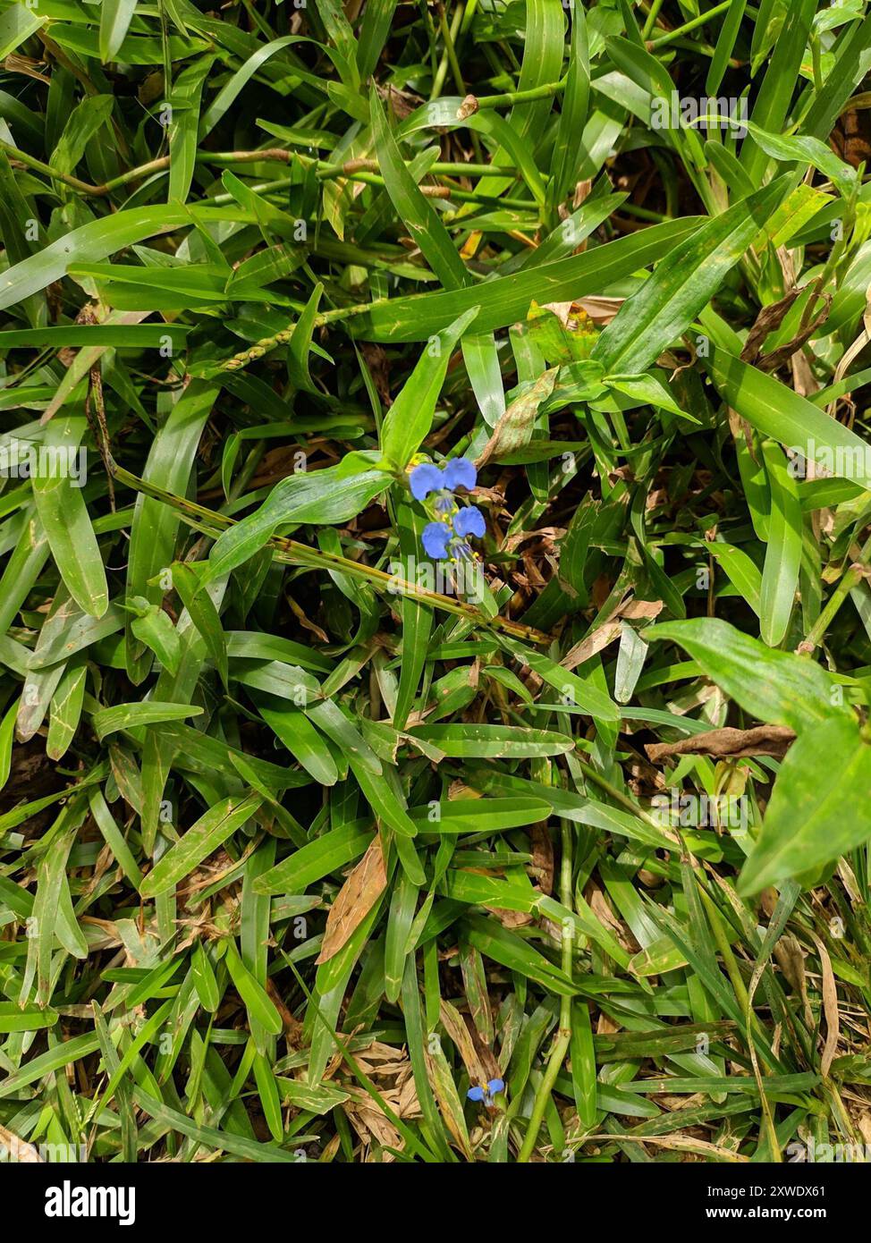climbing dayflower (Commelina diffusa) Plantae Stock Photo - Alamy