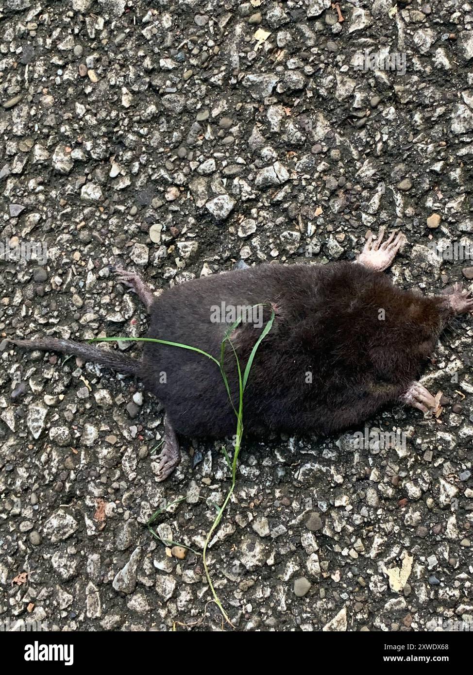 Star-nosed Mole (Condylura cristata) Mammalia Stock Photo - Alamy