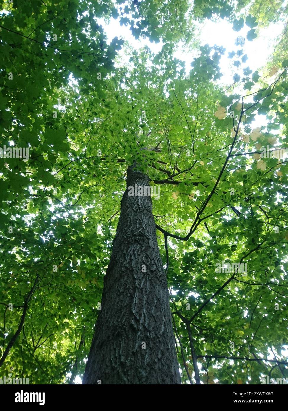 black maple (Acer nigrum) Plantae Stock Photo - Alamy