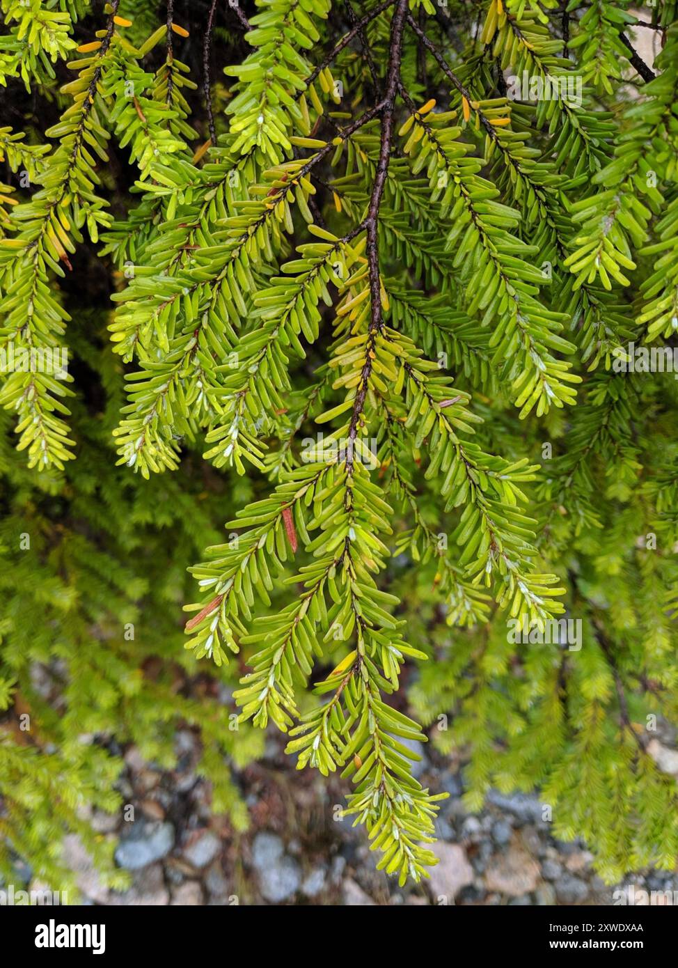 hemlocks (Tsuga) Plantae Stock Photo - Alamy