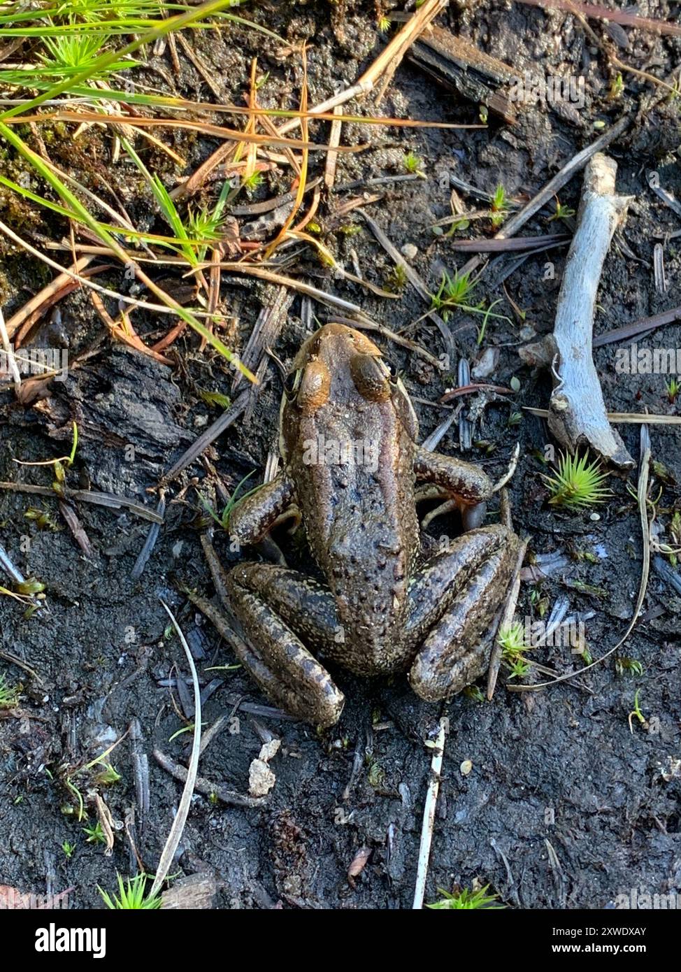 Pond Frogs (Rana) Amphibia Stock Photo - Alamy