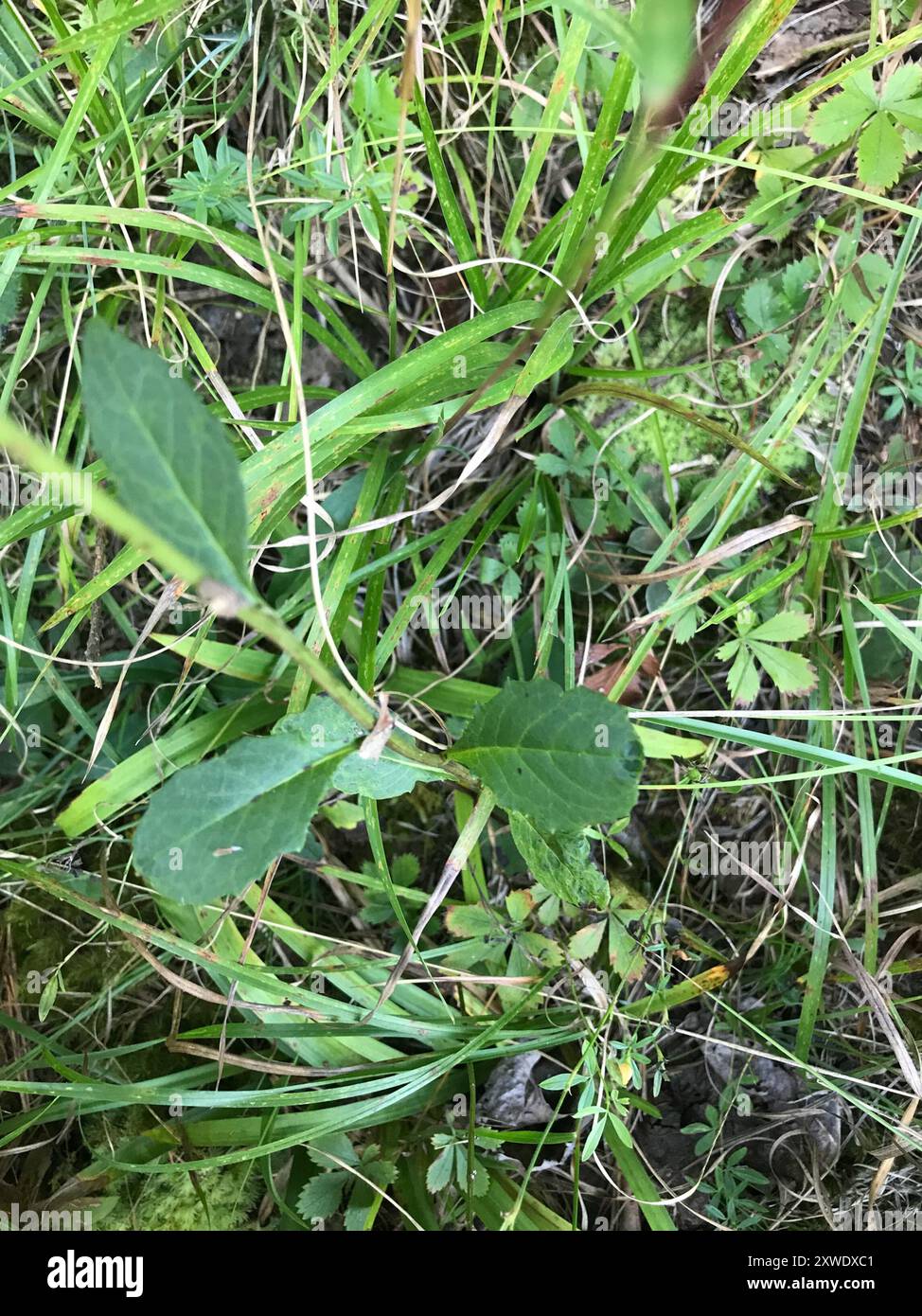 lion's foot rattlesnake root (Nabalus serpentarius) Plantae Stock Photo ...