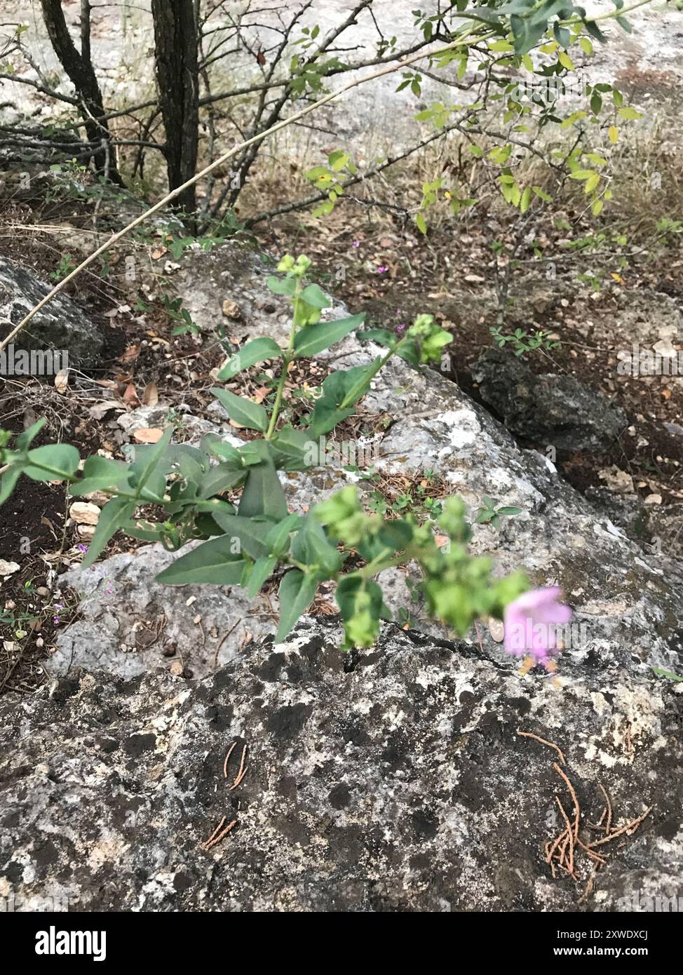 White Four o'Clock (Mirabilis albida) Plantae Stock Photo - Alamy
