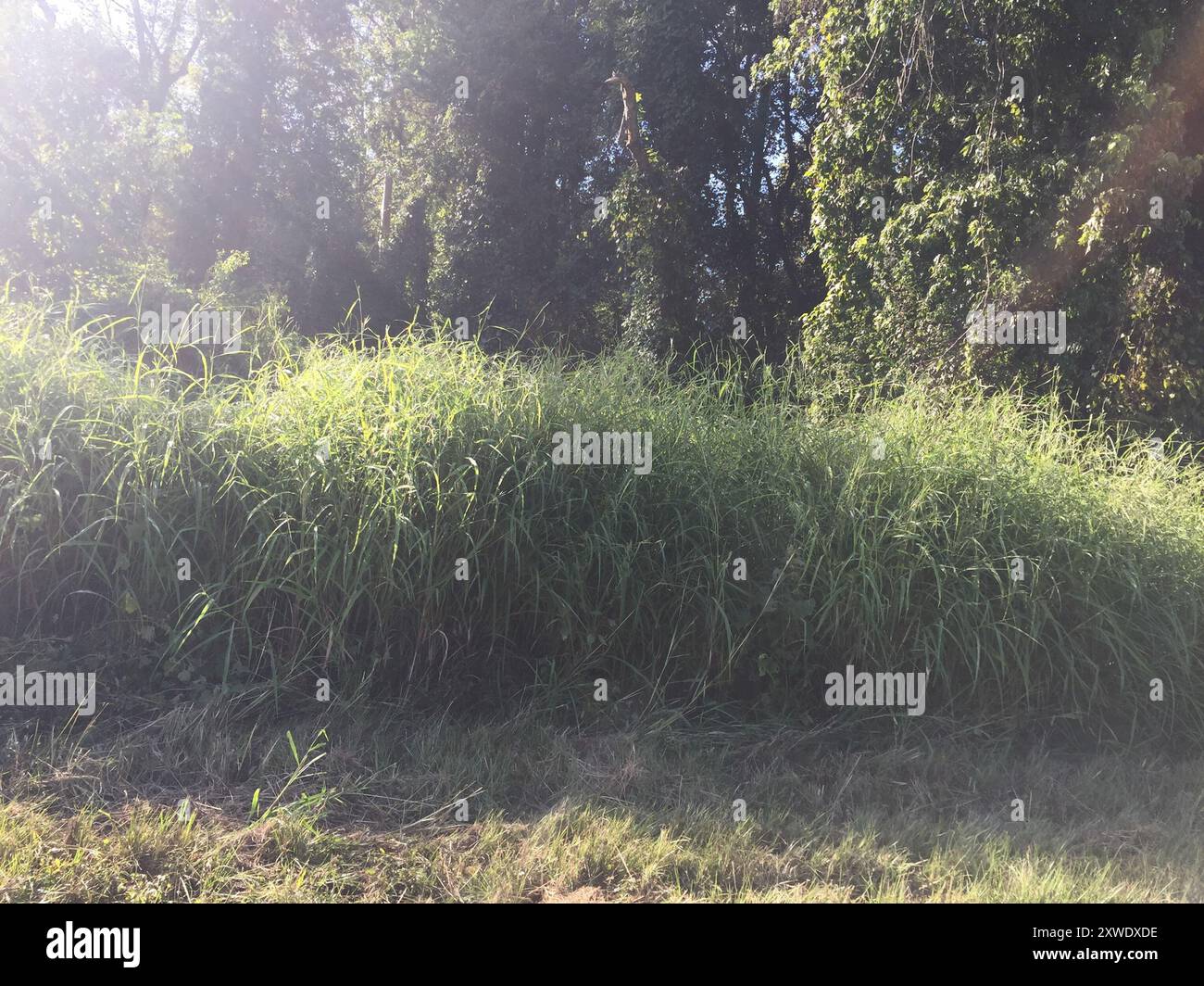 Itchgrass (Rottboellia cochinchinensis) Plantae Stock Photo - Alamy