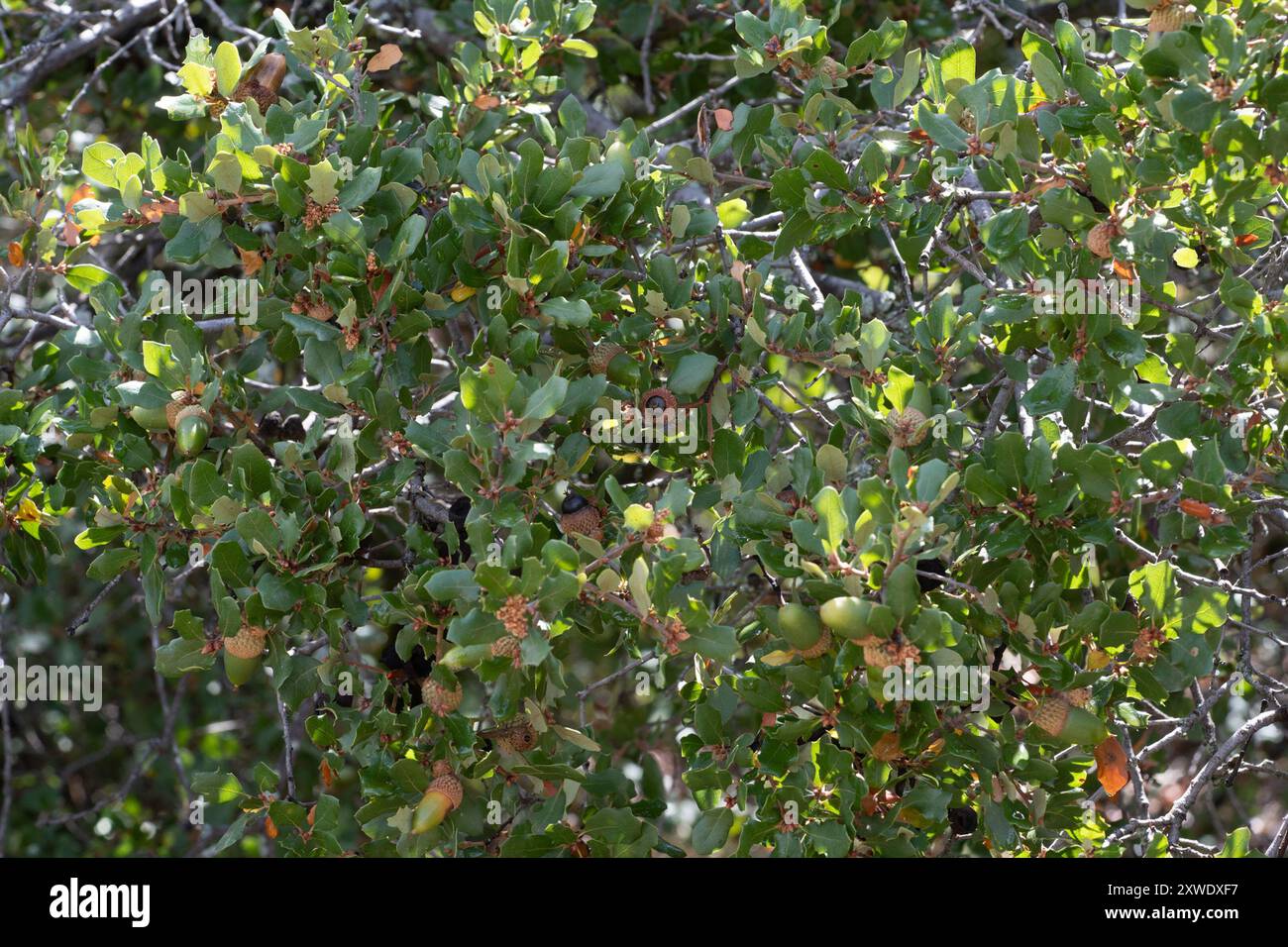 California scrub oak (Quercus berberidifolia) Plantae Stock Photo - Alamy
