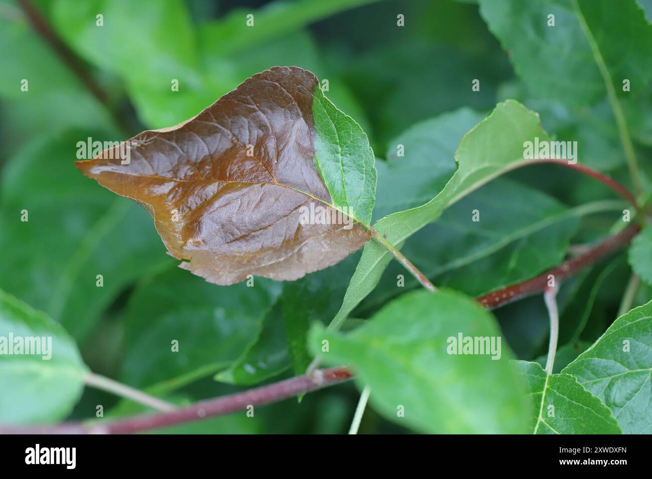 Fire blight apple hi-res stock photography and images - Alamy
