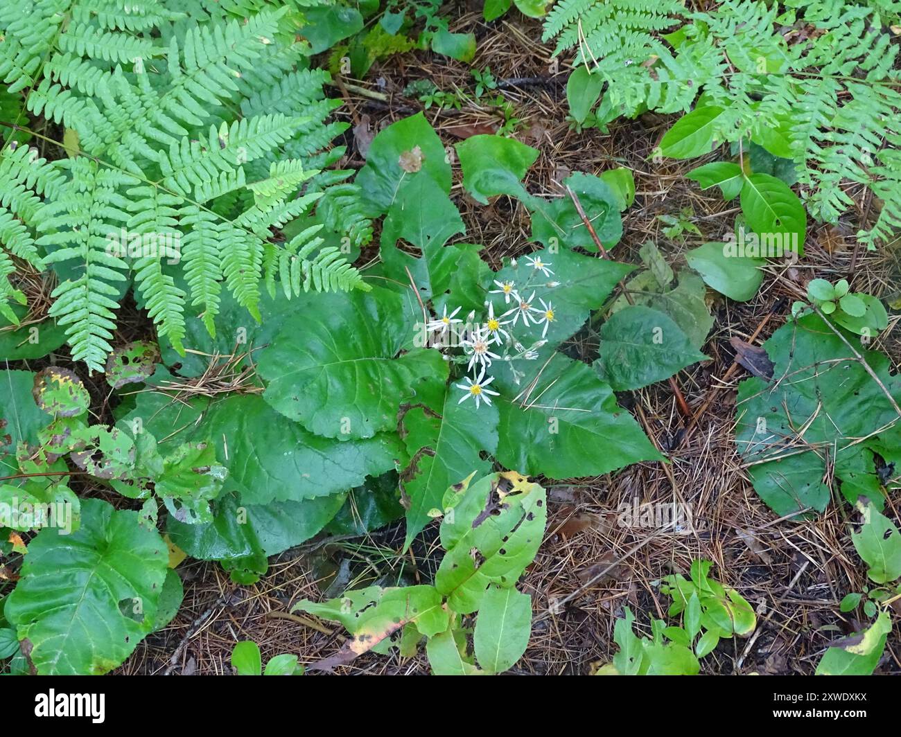 large-leaved aster (Eurybia macrophylla) Plantae Stock Photo - Alamy
