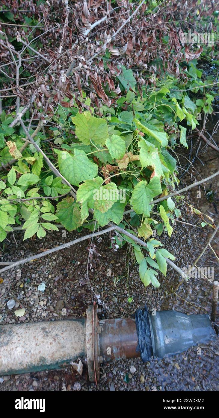 riverbank grape (Vitis riparia) Plantae Stock Photo - Alamy