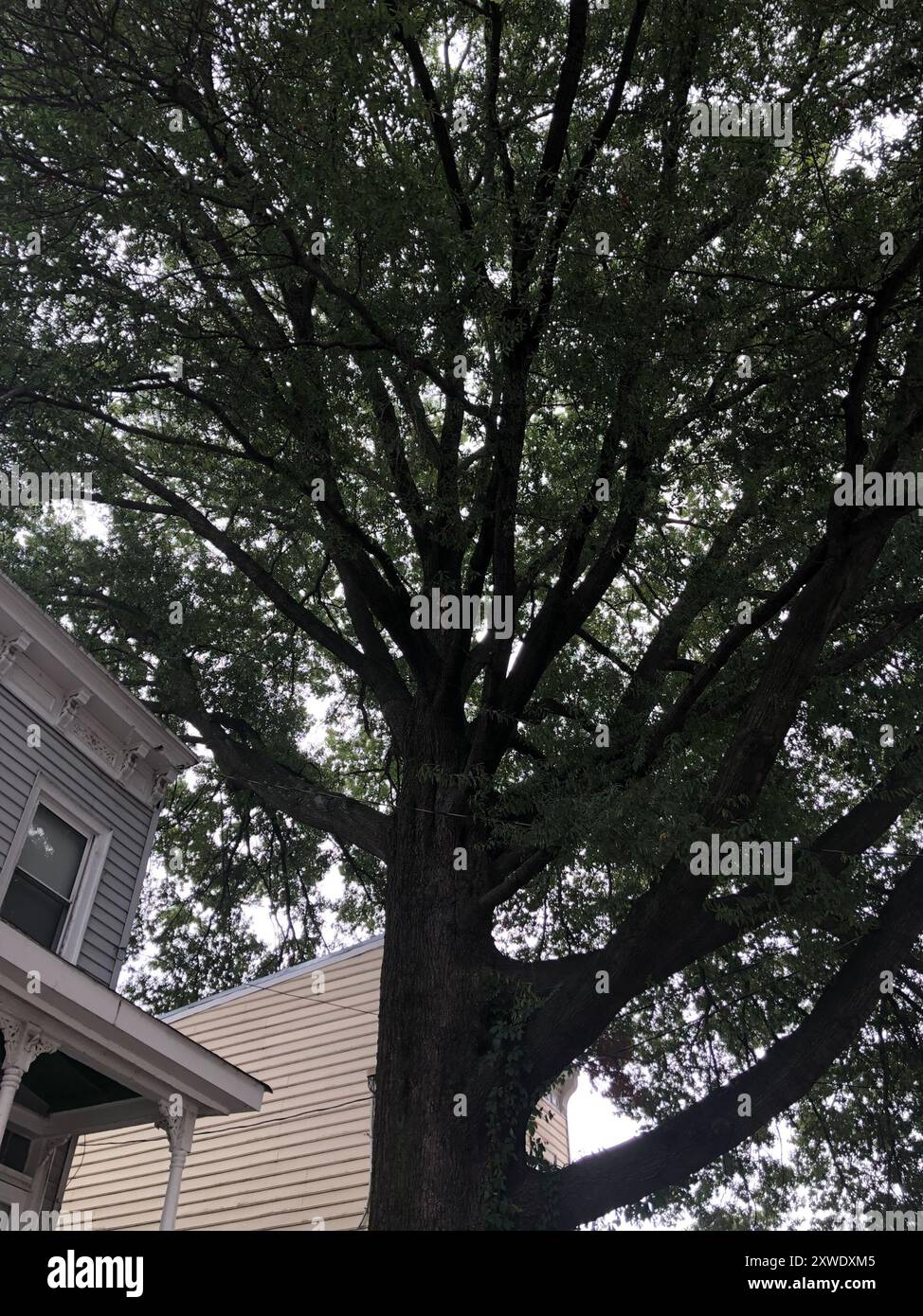 willow oak (Quercus phellos) Plantae Stock Photo - Alamy