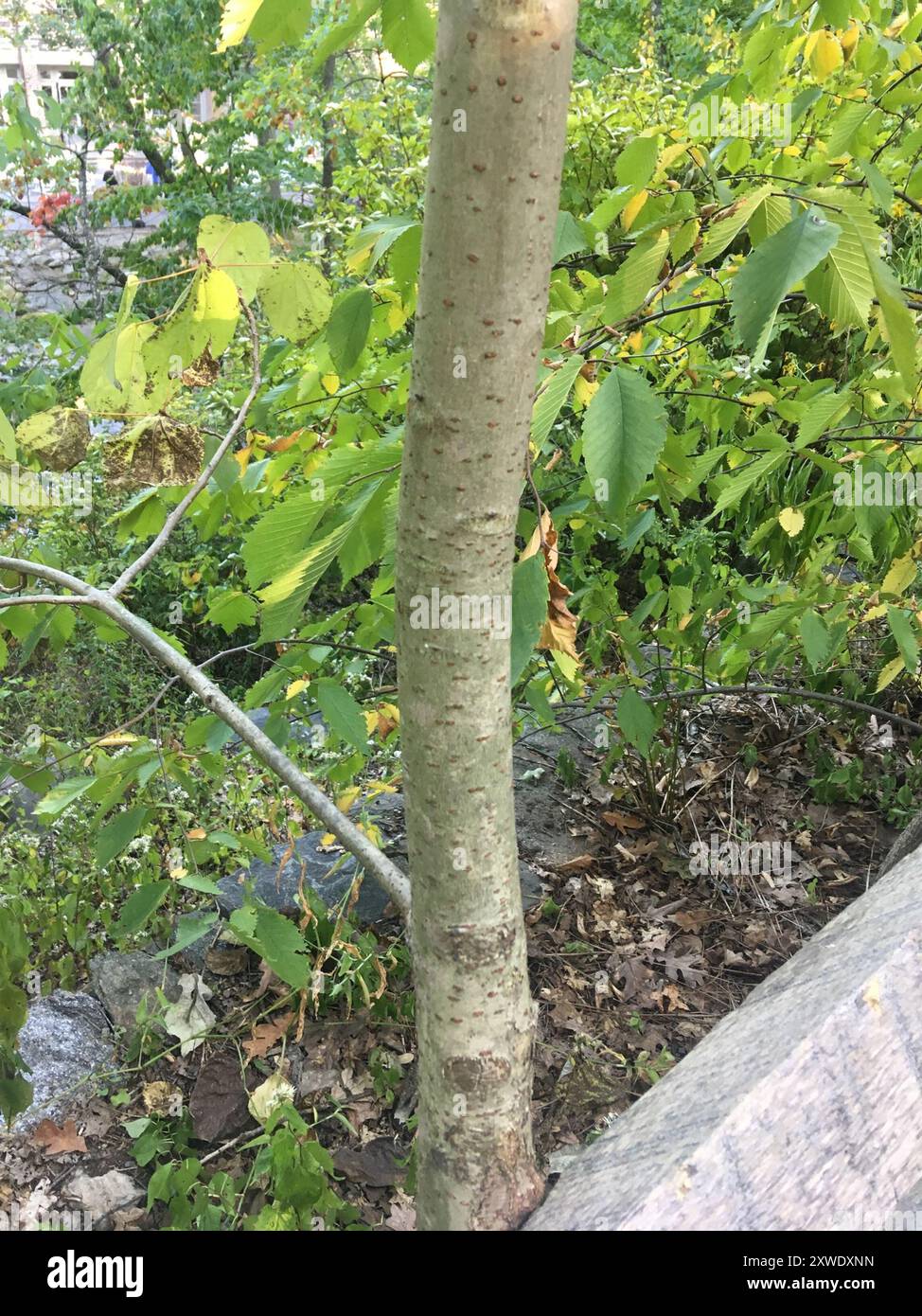 Wonder tree (Idesia polycarpa) Plantae Stock Photo - Alamy