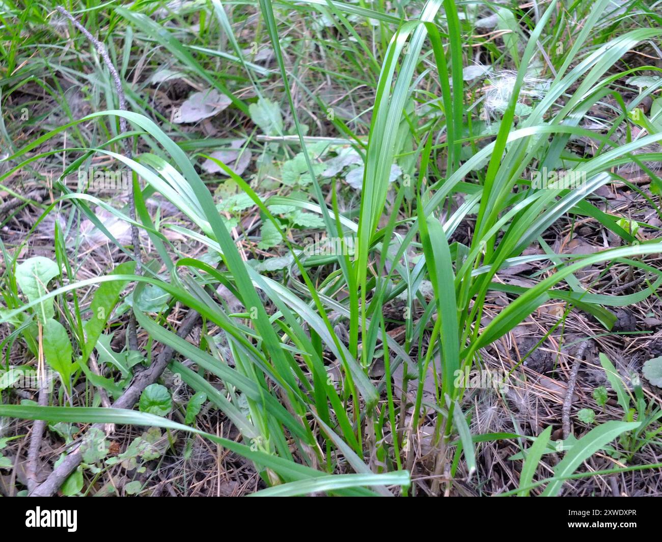 Giant Fescue (Lolium giganteum) Plantae Stock Photo - Alamy