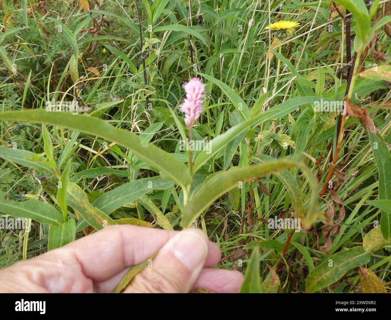 water smartweed (Persicaria amphibia) Plantae Stock Photo - Alamy