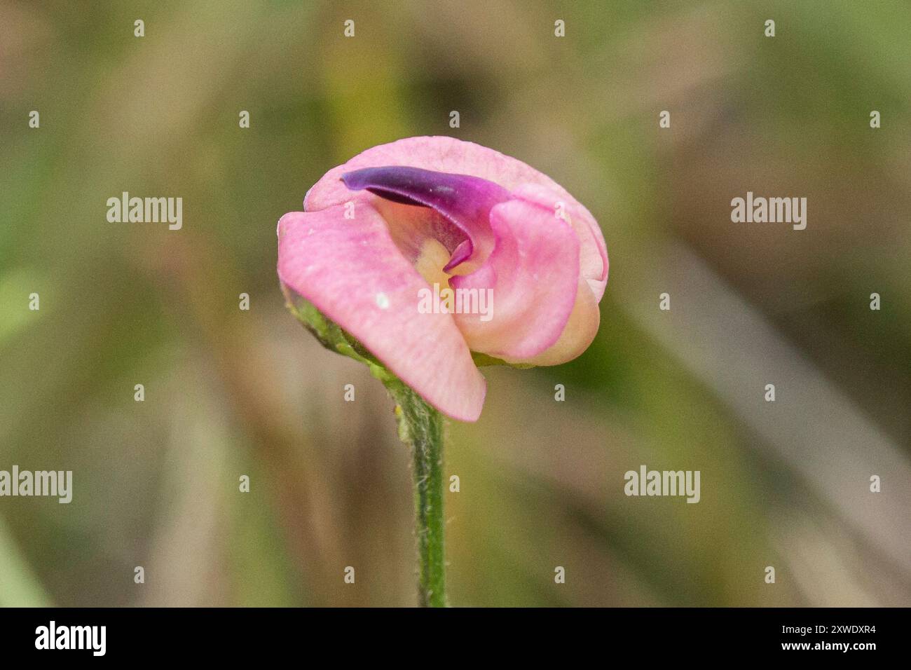 perennial wooly bean (Strophostyles umbellata) Plantae Stock Photo - Alamy